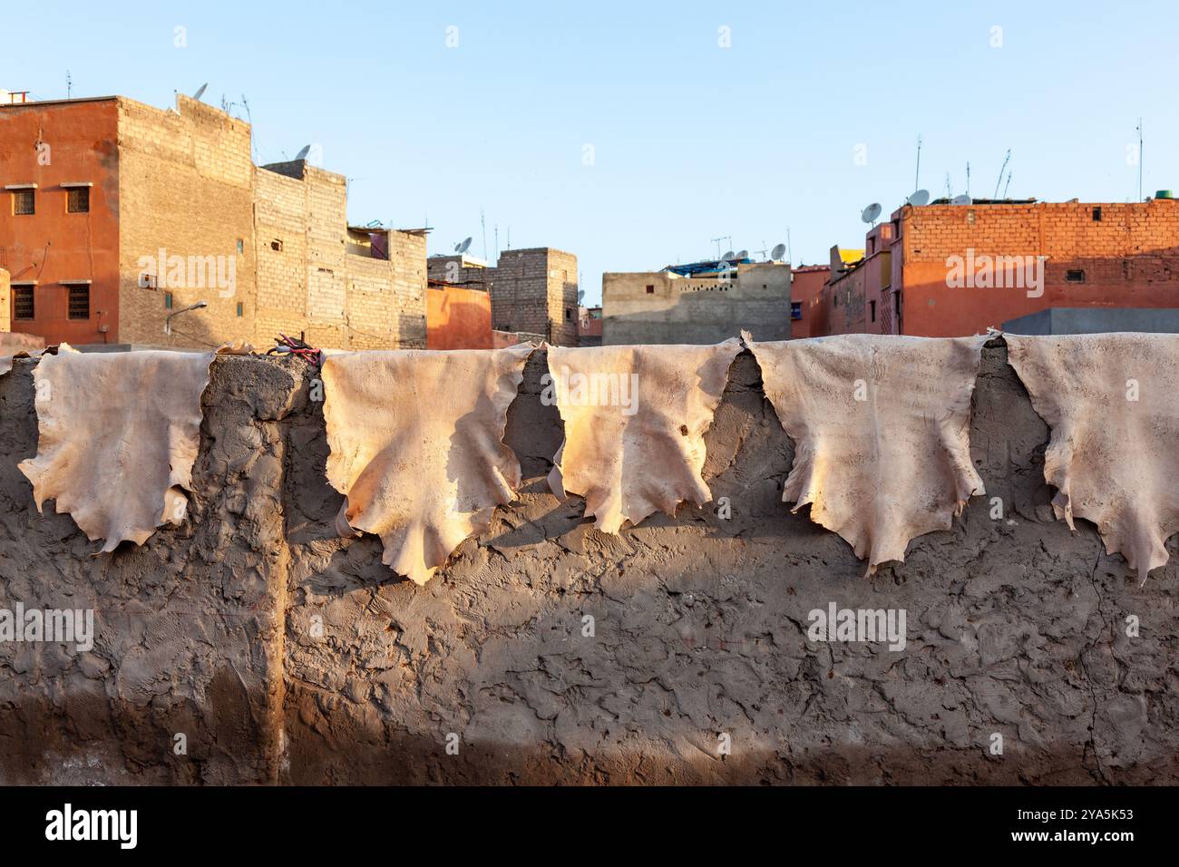 Freshly tanned goat skins left to dry in a tannery in the medina of ...