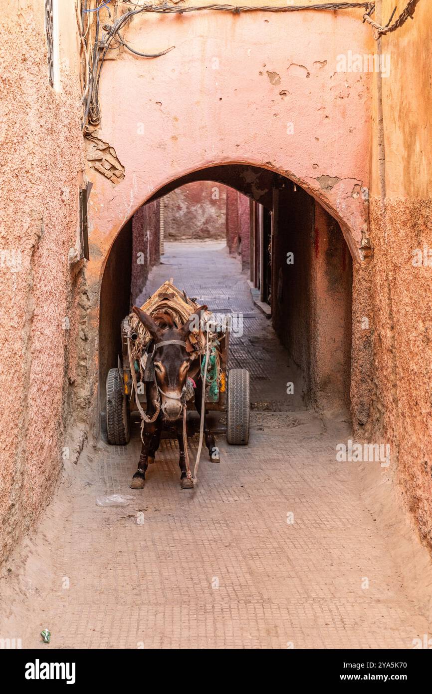 A harnessed donkey waits in a vaulted passageway in the Marrakech ...