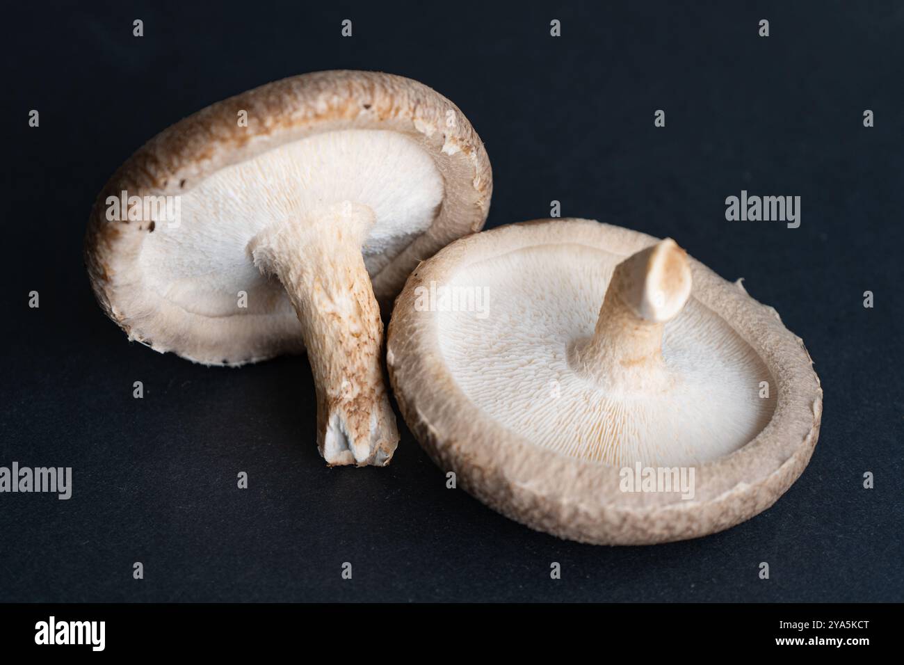 Fresh Shiitake Mushrooms. Growing Shiitake mushrooms. Close-up asian ...