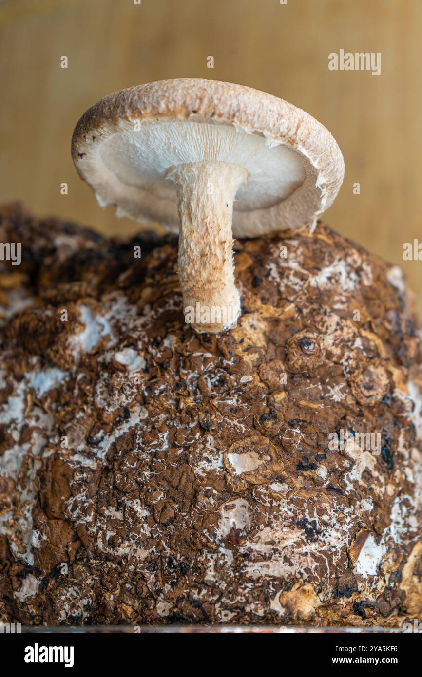 Fresh Shiitake Mushrooms. Growing Shiitake mushrooms. Close-up asian ...