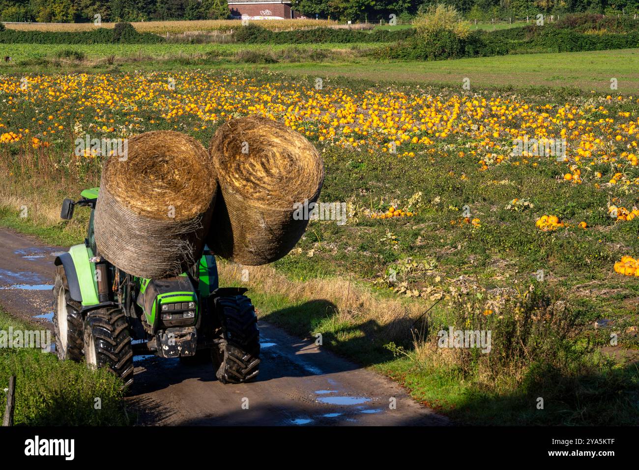 Heuballen bei der ernte hi-res stock photography and images - Alamy
