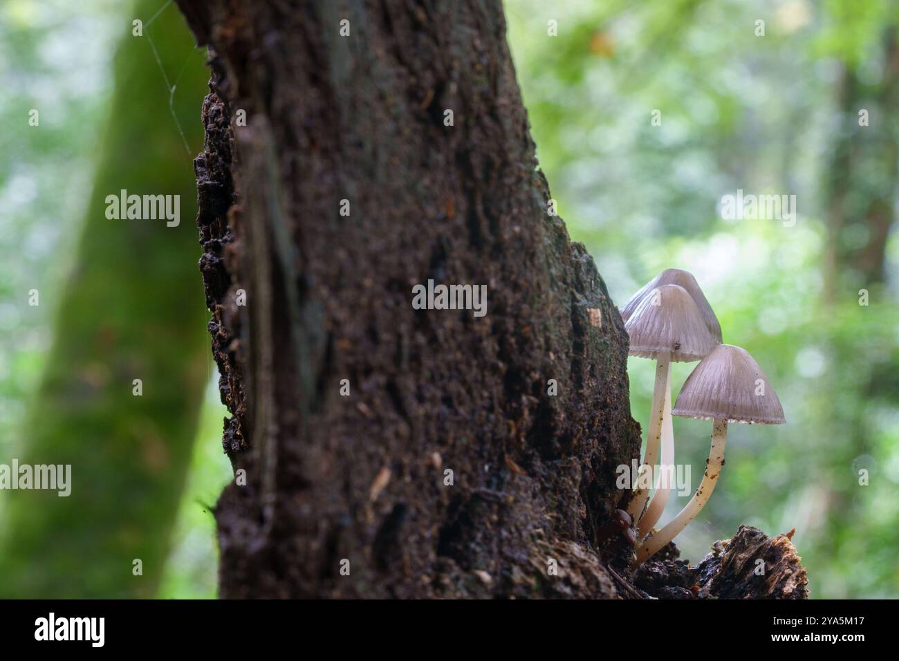 cluster of tiny fungi on southampton common Stock Photo - Alamy