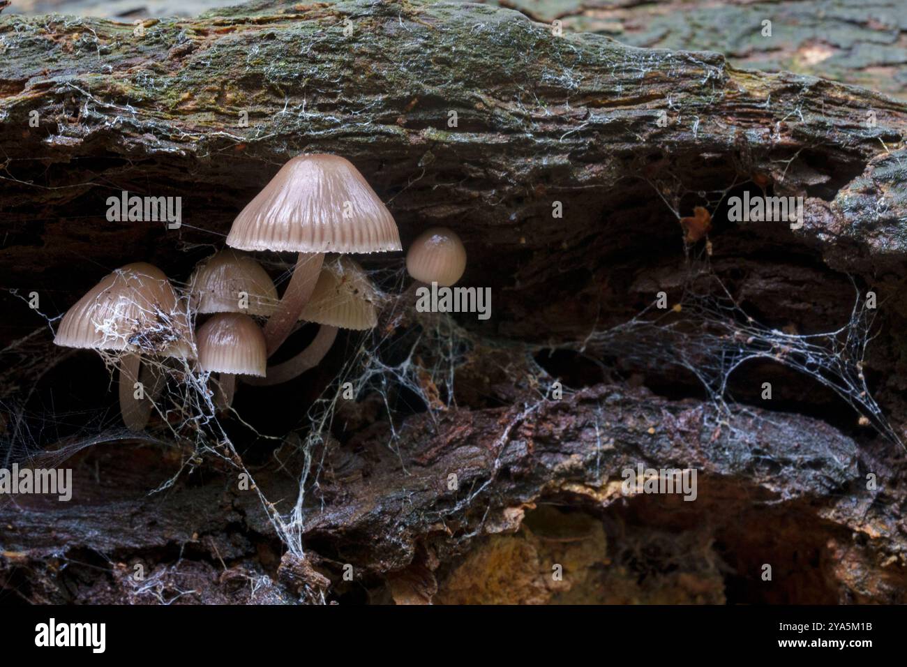 cluster of tiny fungi on southampton common Stock Photo - Alamy