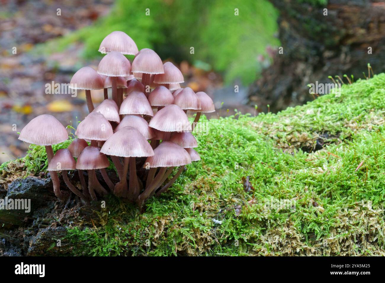 cluster of tiny fungi on southampton common Stock Photo - Alamy