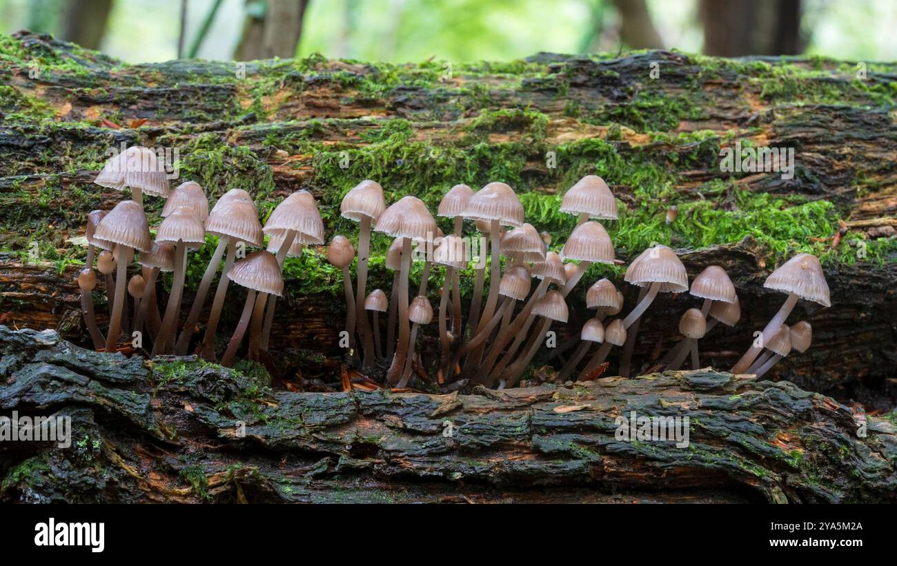 cluster of tiny fungi on southampton common Stock Photo - Alamy