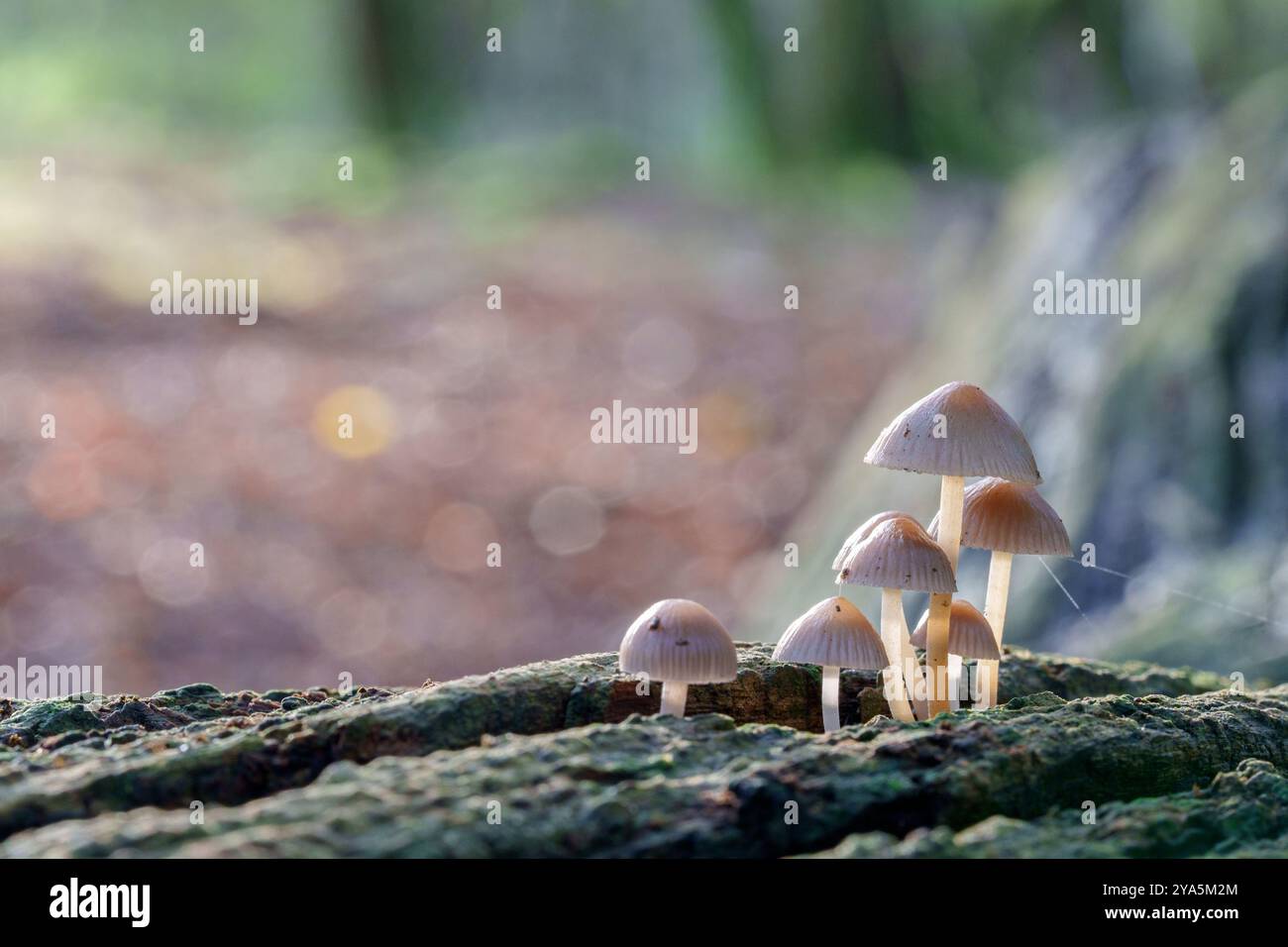 cluster of tiny fungi in the new forest Stock Photo - Alamy