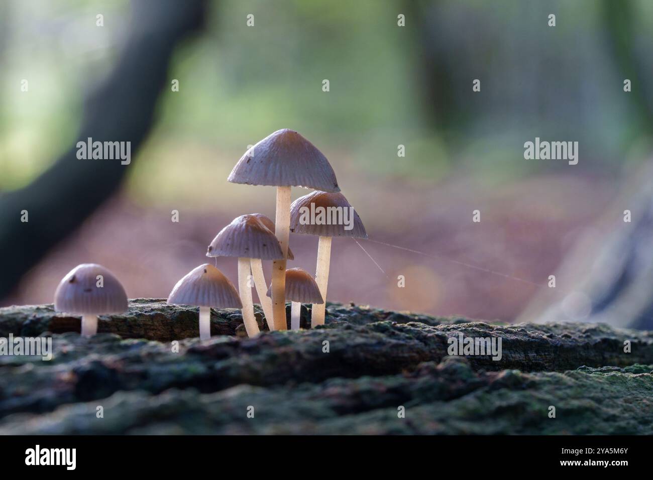 Cluster tiny mushrooms in hi-res stock photography and images - Alamy