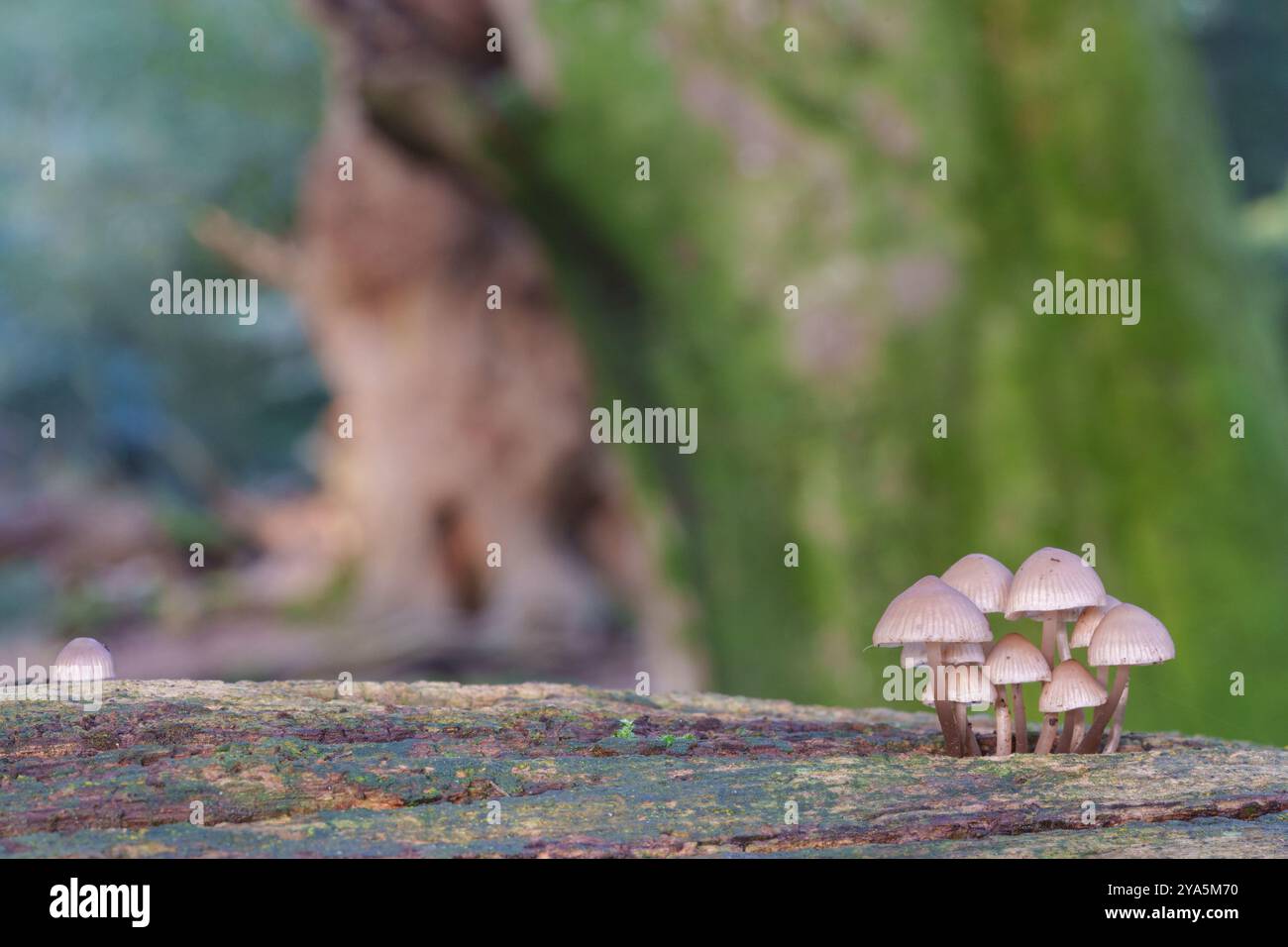 cluster of tiny fungi in the new forest Stock Photo - Alamy