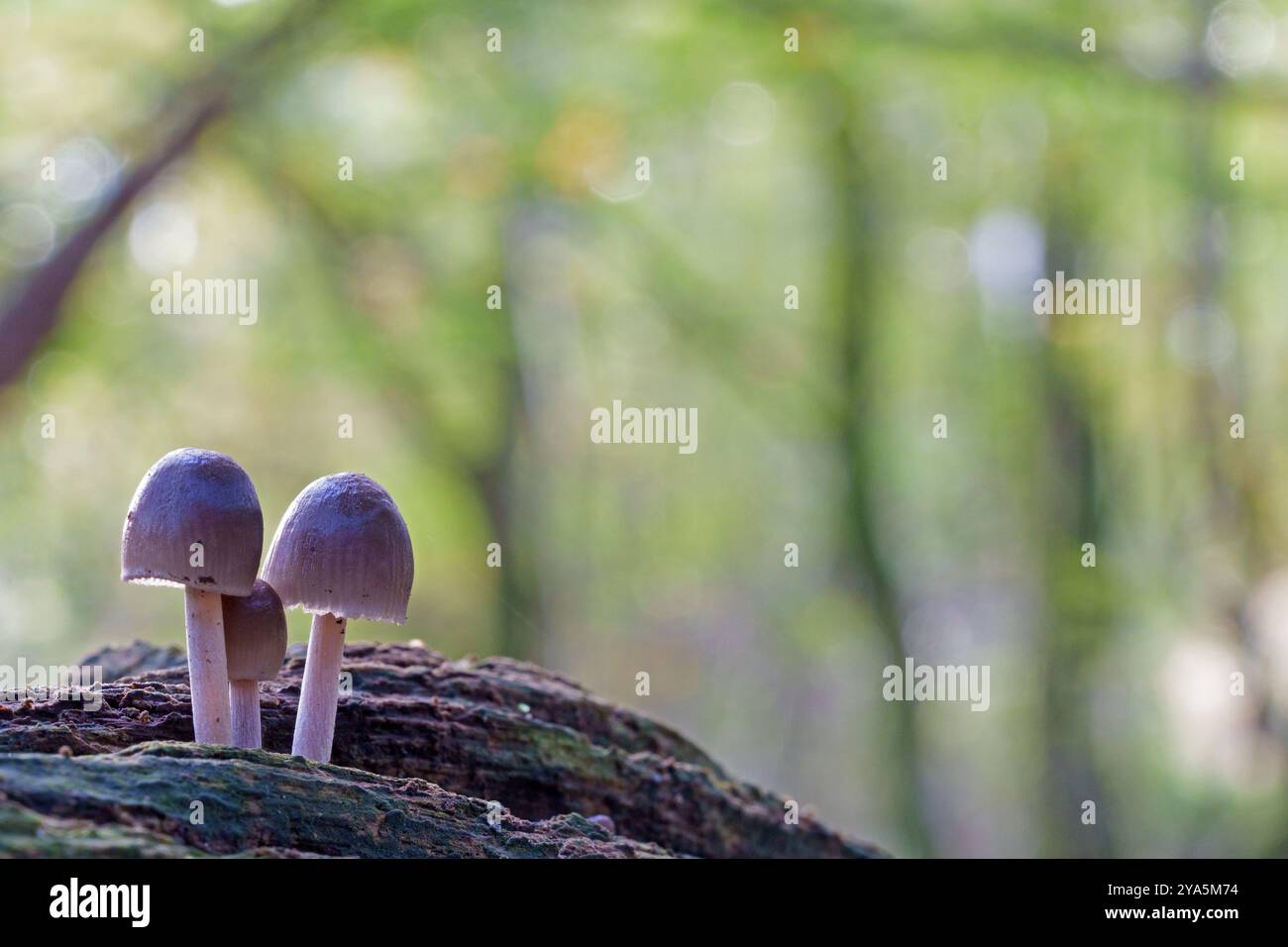 cluster of tiny fungi in the new forest Stock Photo - Alamy