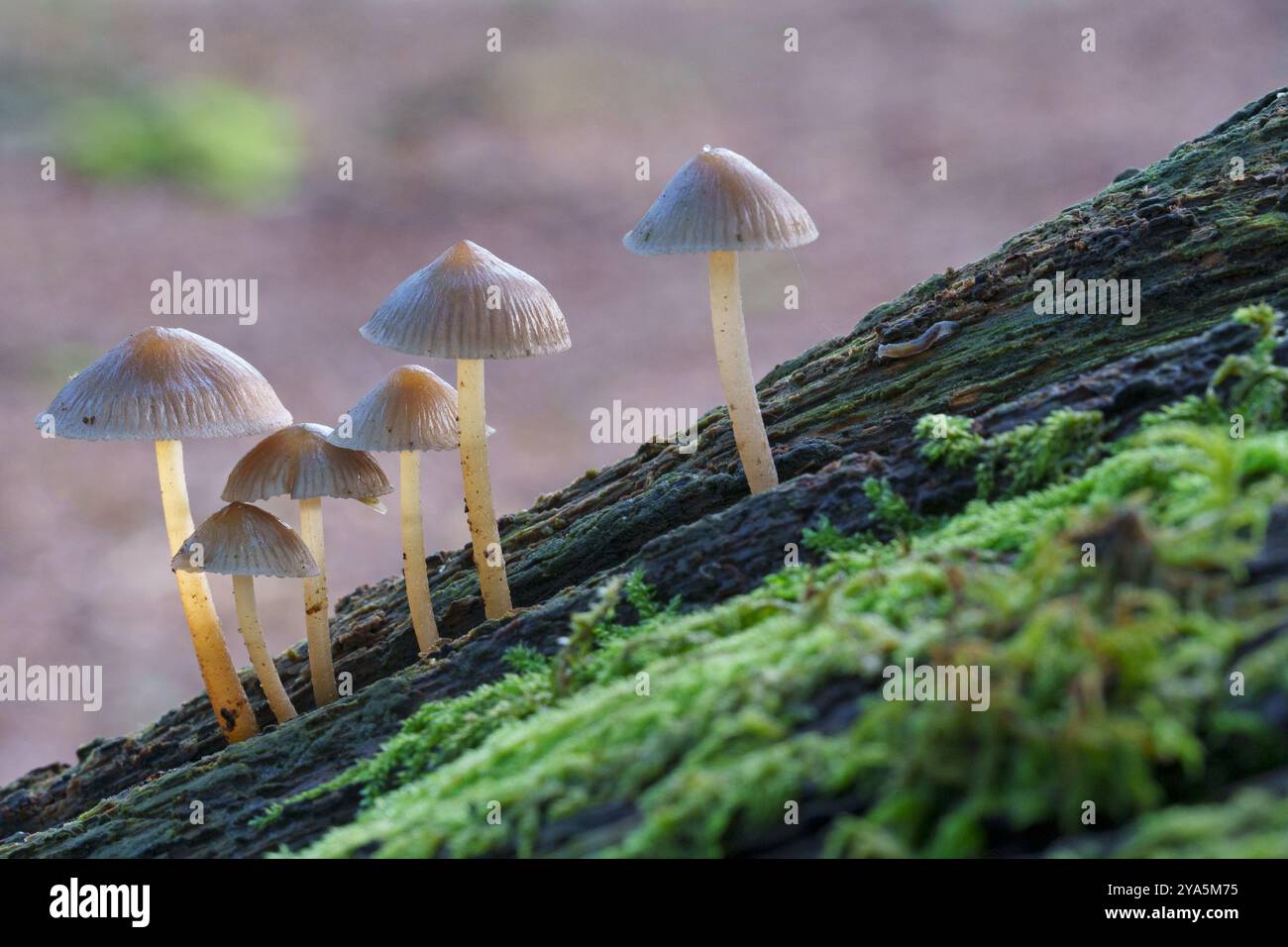 cluster of tiny fungi in the new forest Stock Photo - Alamy
