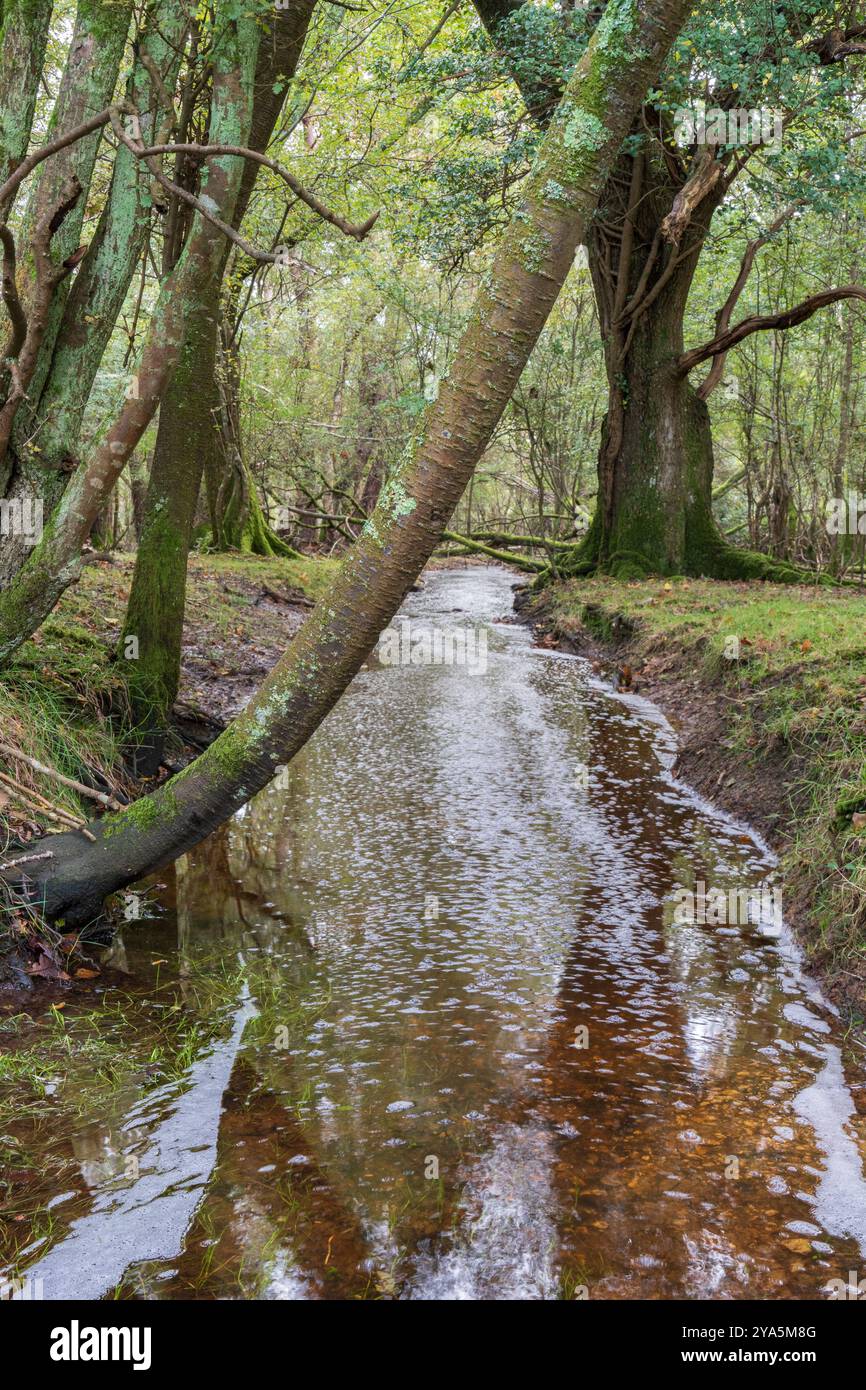 new forest stream Stock Photo - Alamy