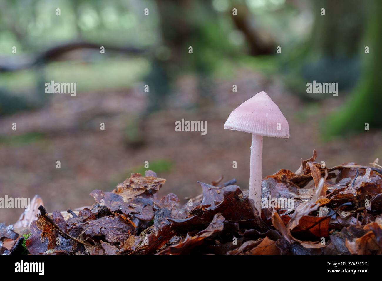 Pink waxcap mushroom in the New Forest Stock Photo - Alamy