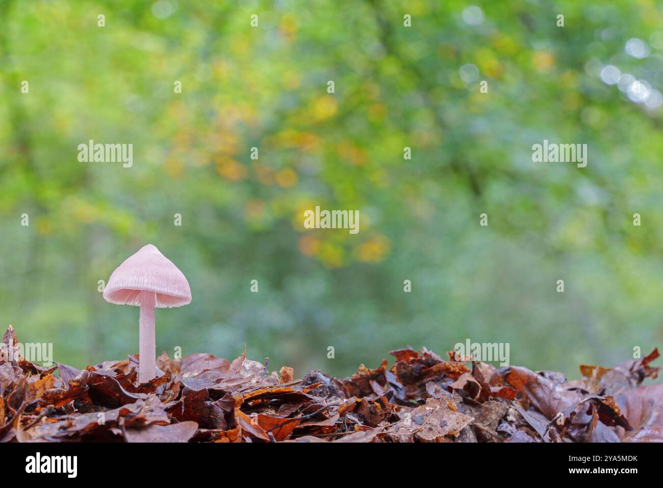 Pink waxcap mushroom in the New Forest Stock Photo - Alamy