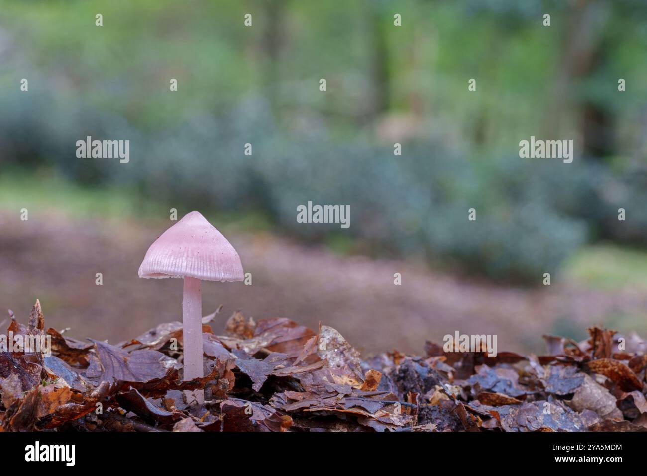 Pink waxcap mushroom in the New Forest Stock Photo - Alamy
