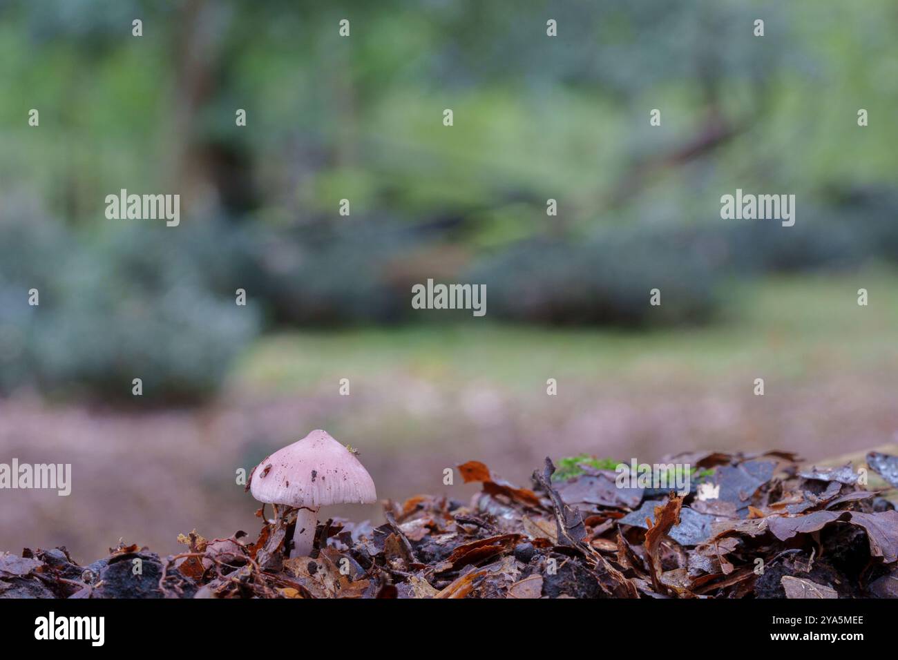 Pink waxcap mushroom in the New Forest Stock Photo - Alamy