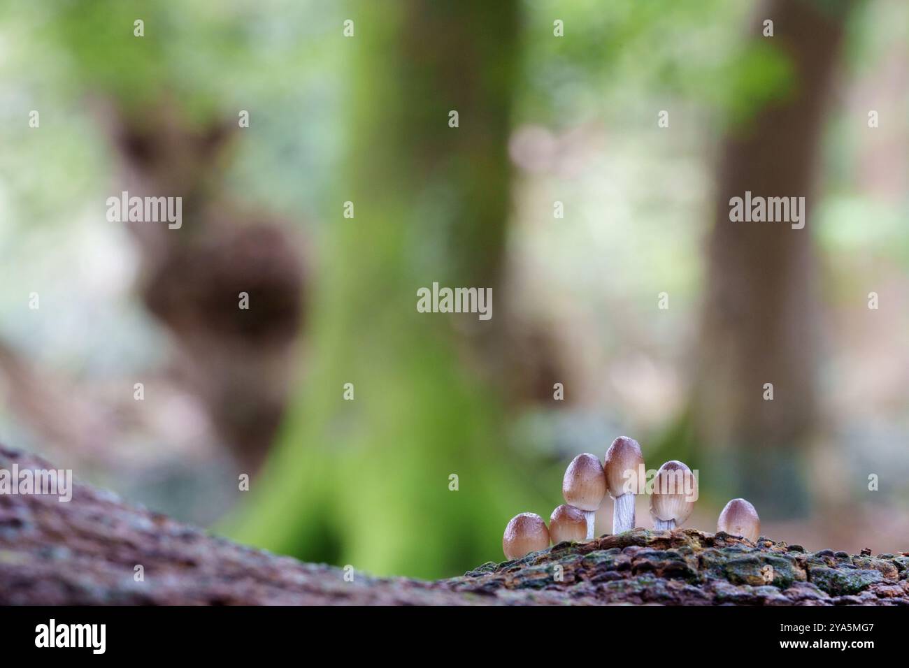 cluster of tiny fungi in the new forest Stock Photo - Alamy
