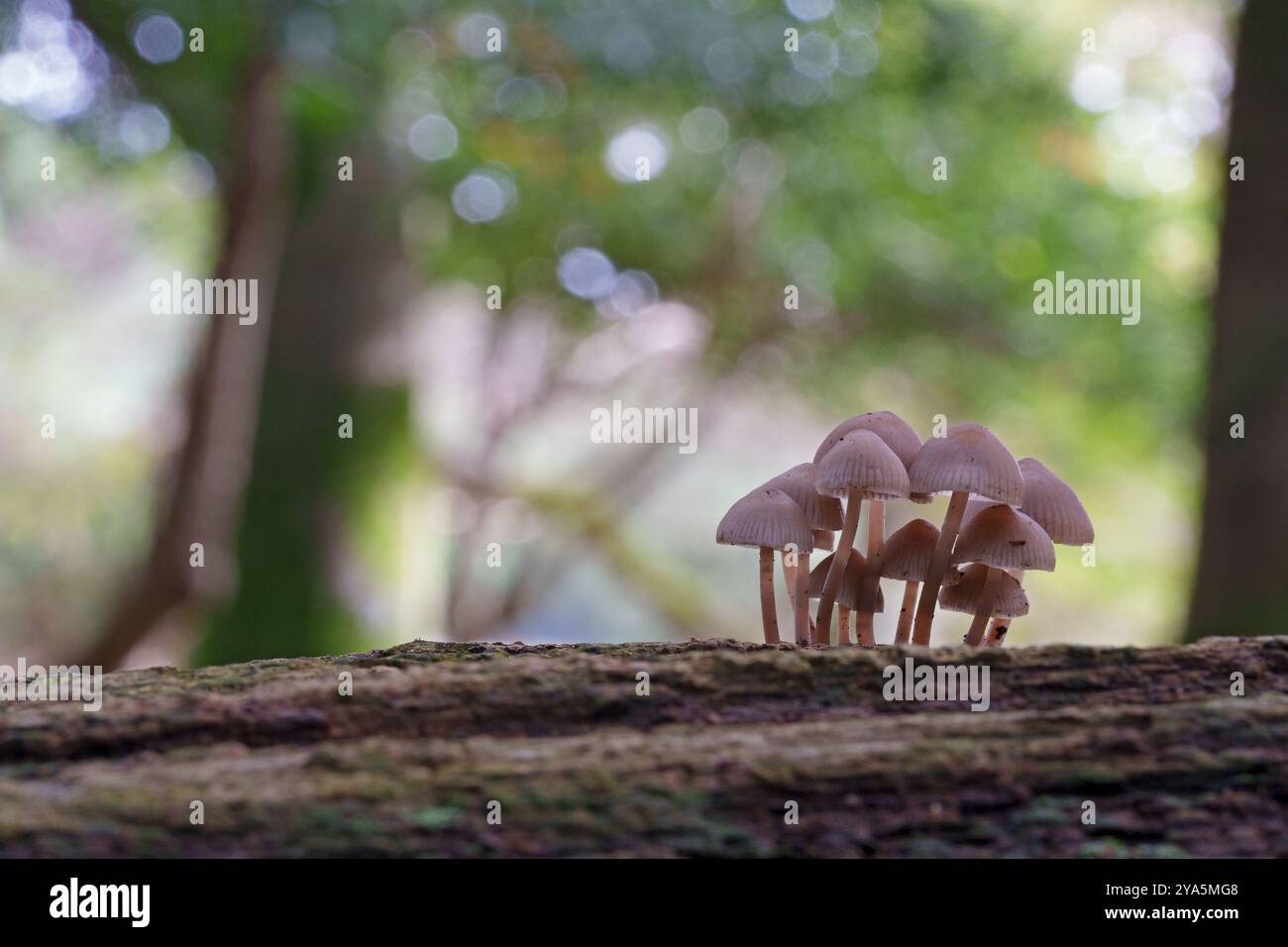 cluster of tiny fungi in the new forest Stock Photo - Alamy