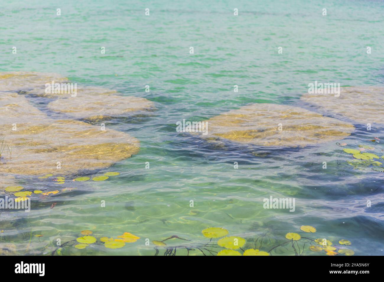Stromatolites in the crystal-clear waters of Bacalar Lake, Mexico ...