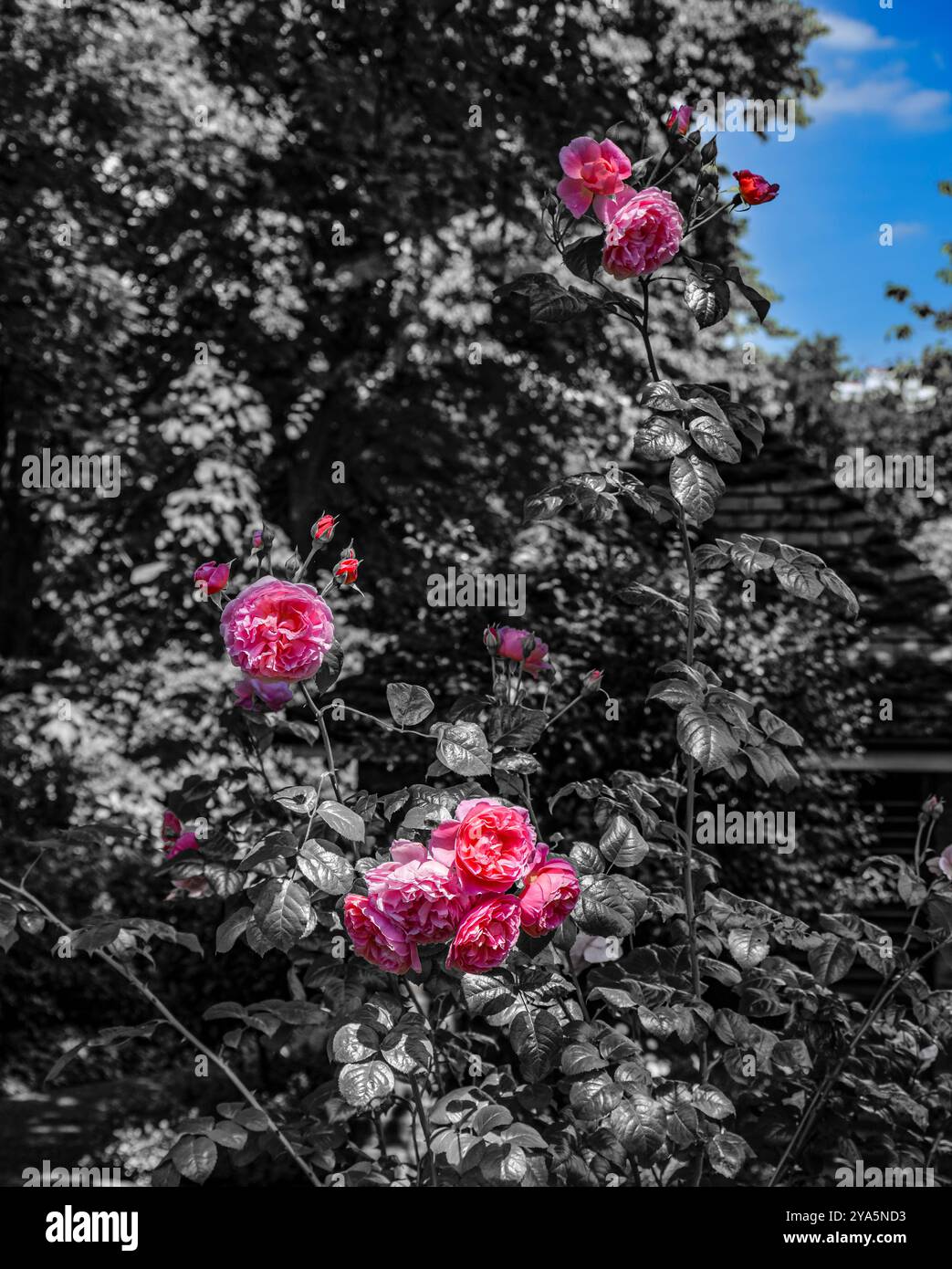 London - 06 15 2022: Pink rose plant in Sloane St with black and white ...
