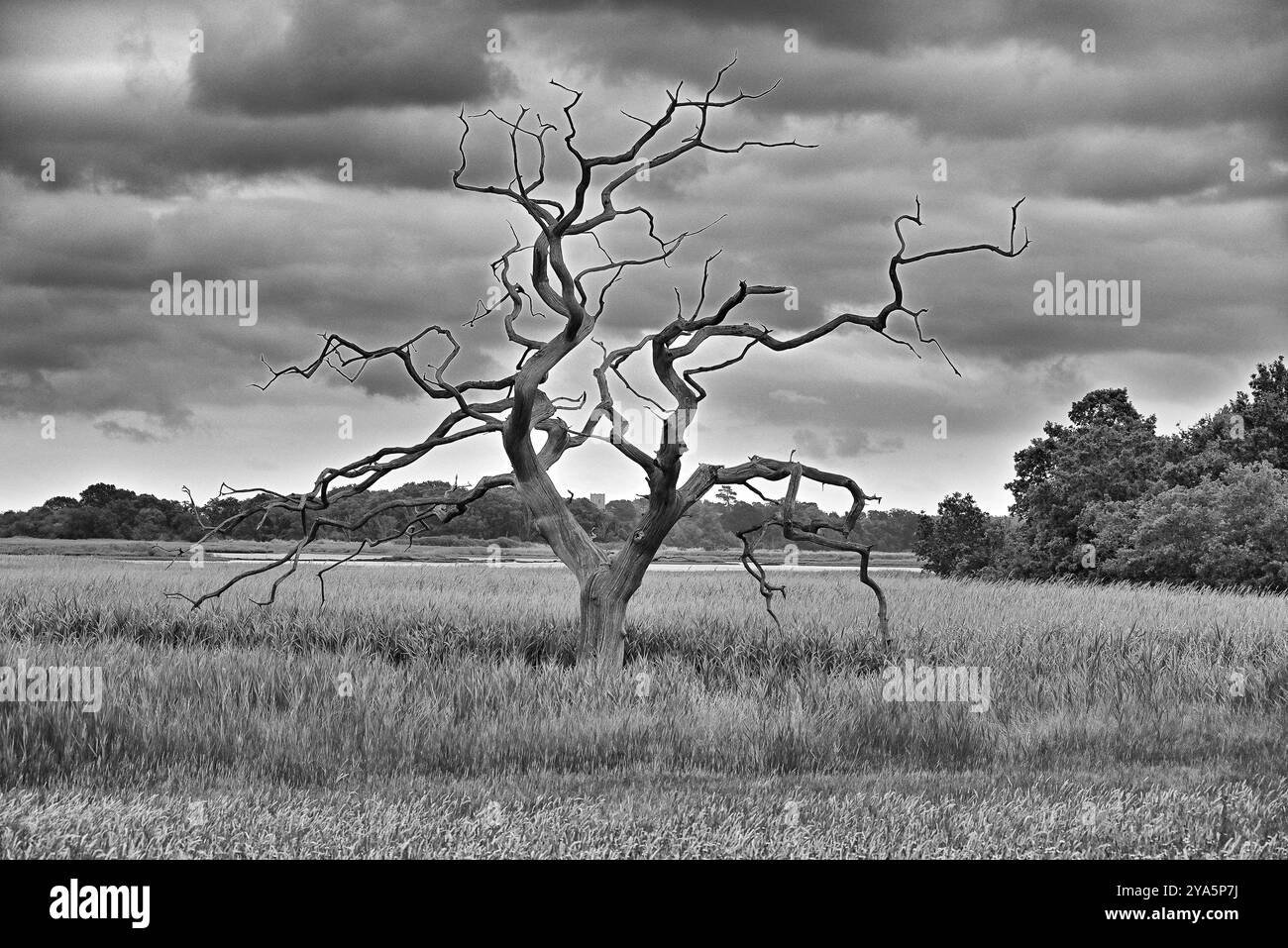Around the UK - Black & white Image of a dead tree on the banks of the ...
