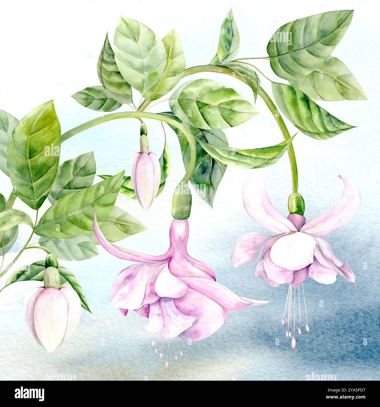 Watercolor illustration of fuchsia flowers against a blue sky. Hand ...