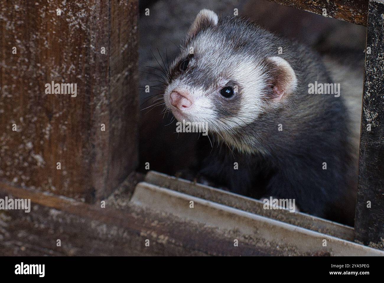 Frettchen, Mustela putorius furo, Ferret, Zoo, Tier, animal, Carnivore ...