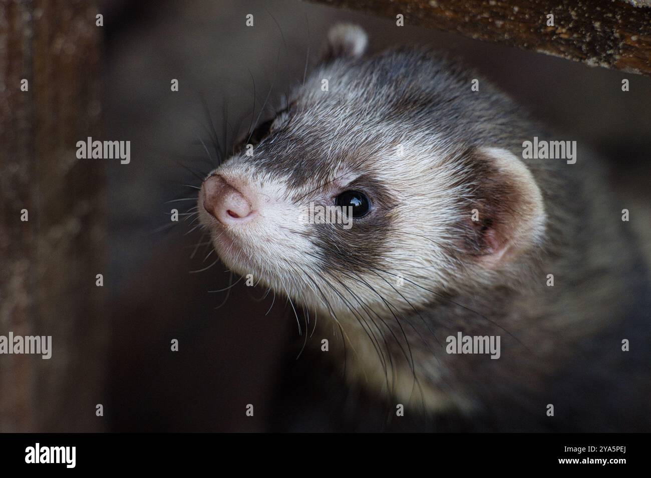 Frettchen, Mustela putorius furo, Ferret, Zoo, Tier, animal, Carnivore ...