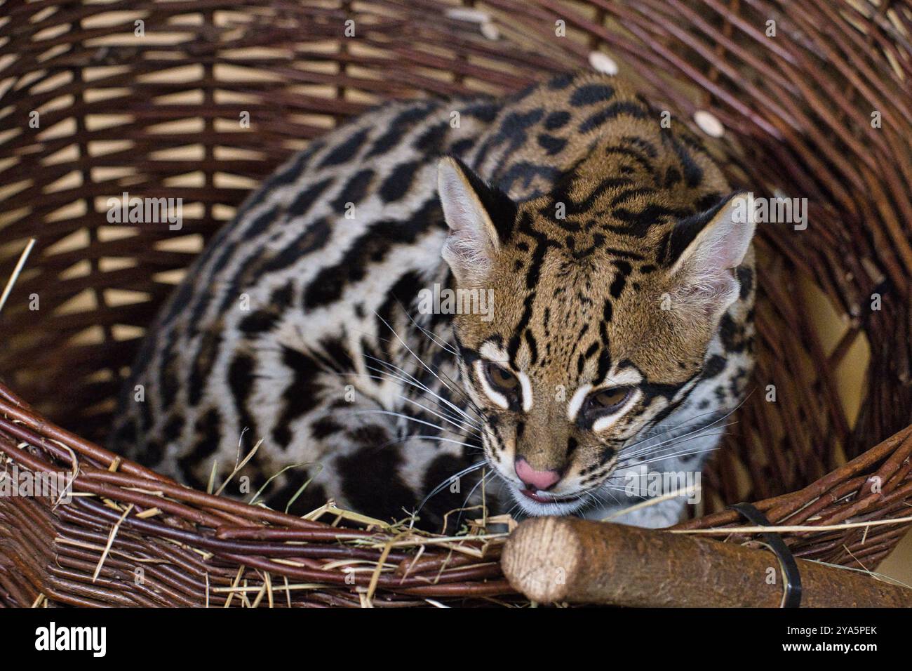 Ozelot, Ocelot, Leopardus pardalis, cat, Katzen, Felidae, Pardelkatzen ...