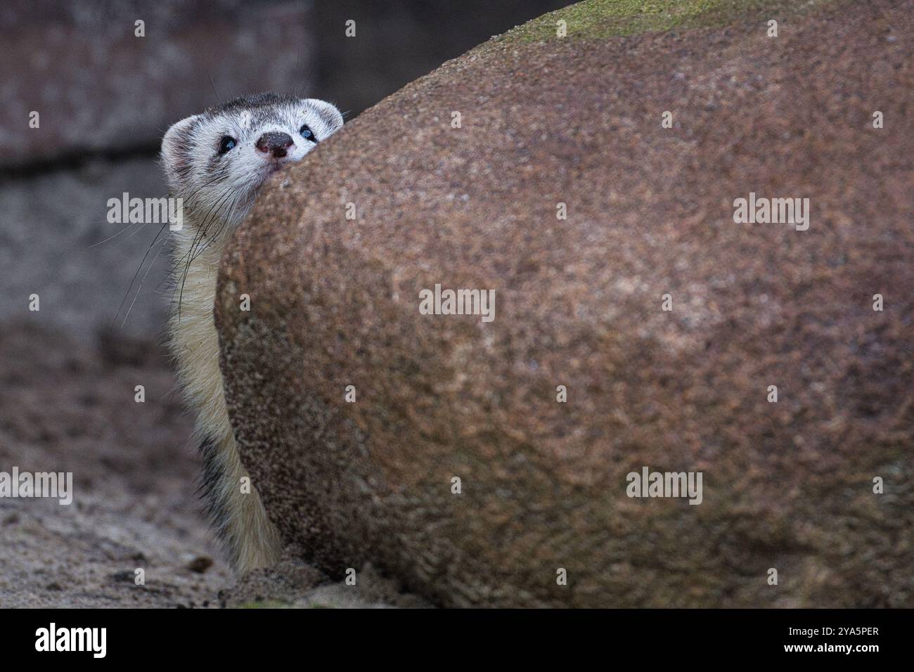 Frettchen, Mustela putorius furo, Ferret, Zoo, Tier, animal, Carnivore ...