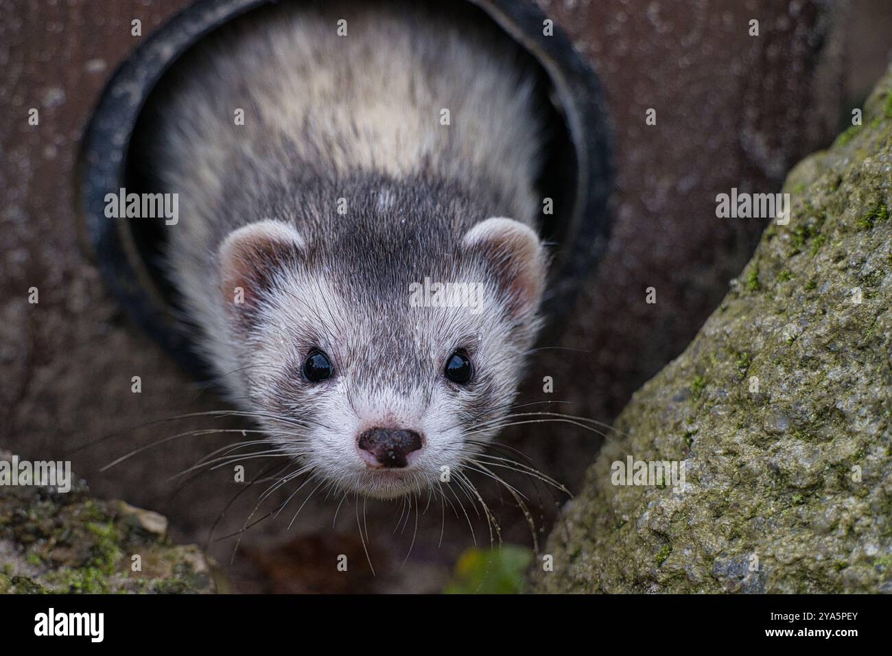 Frettchen, Mustela putorius furo, Ferret, Zoo, Tier, animal, Carnivore ...