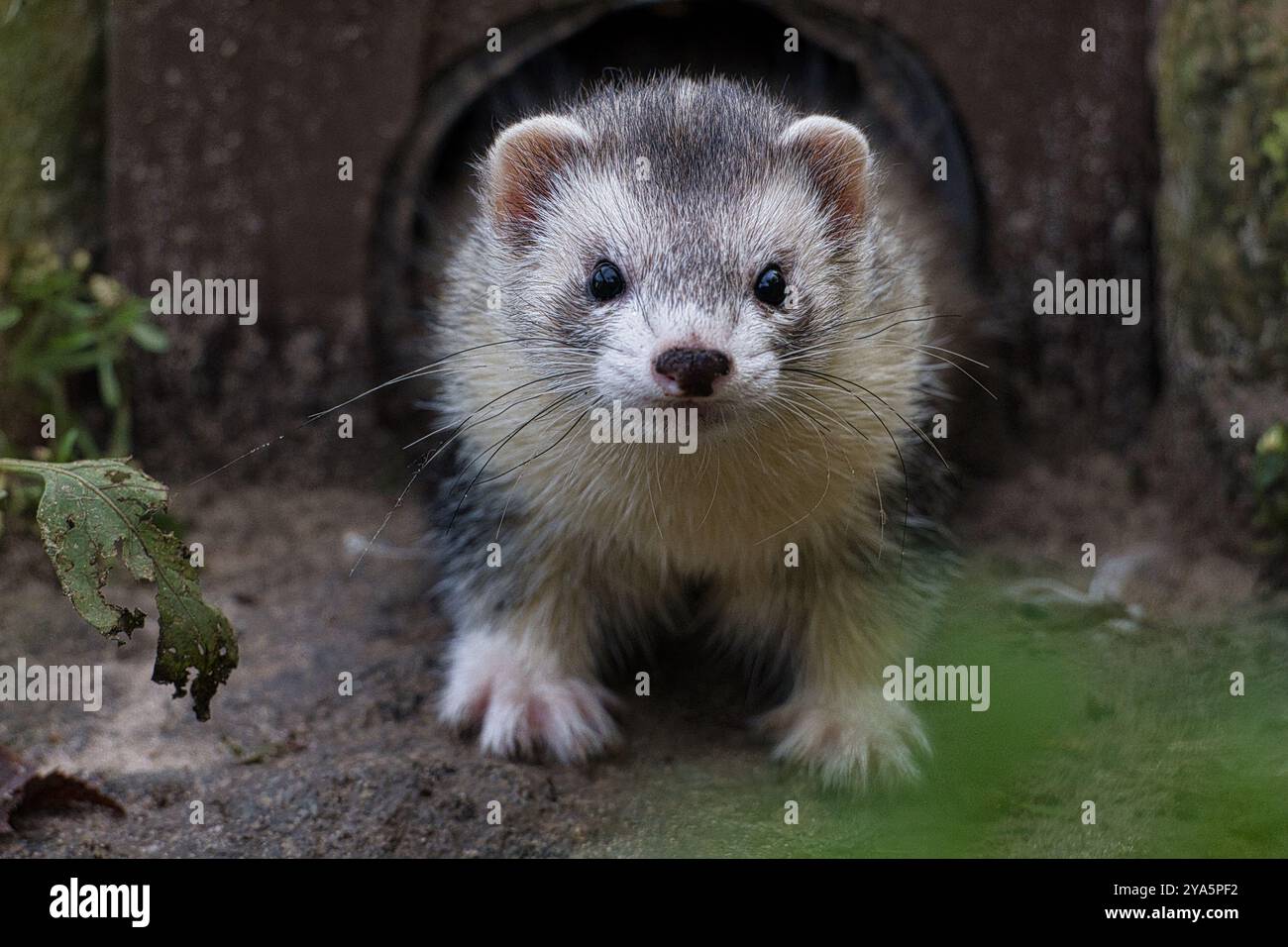Frettchen, Mustela putorius furo, Ferret, Zoo, Tier, animal, Carnivore ...
