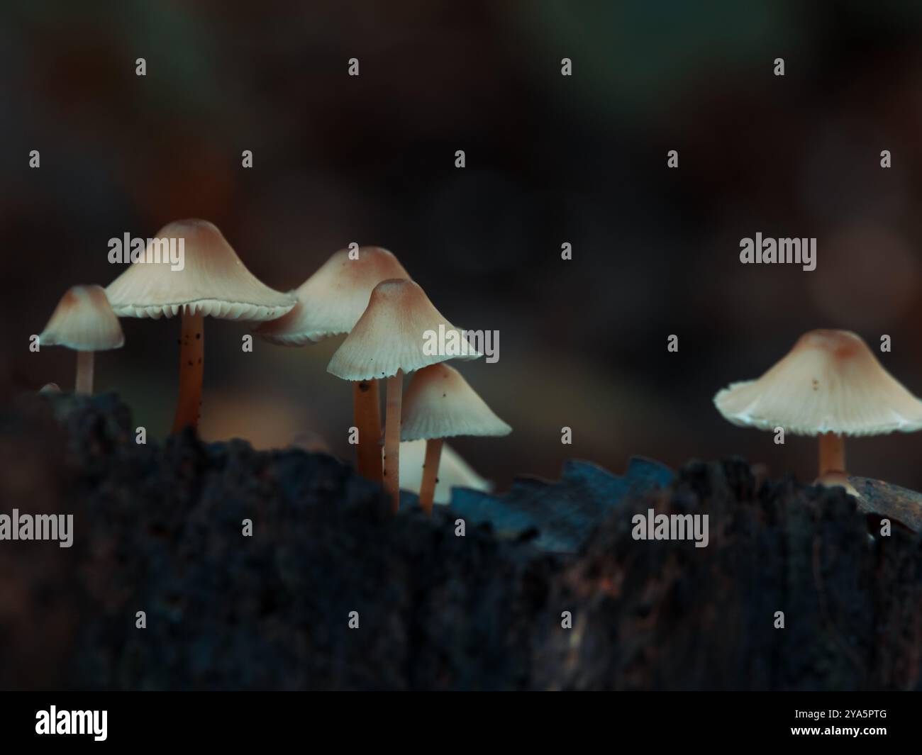 Mushrooms on stump in woods hi-res stock photography and images - Alamy