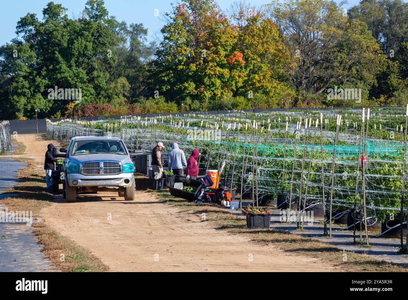 Paw Paw, Michigan - Migrant farmworkers harvest cannabis at Grasshopper ...