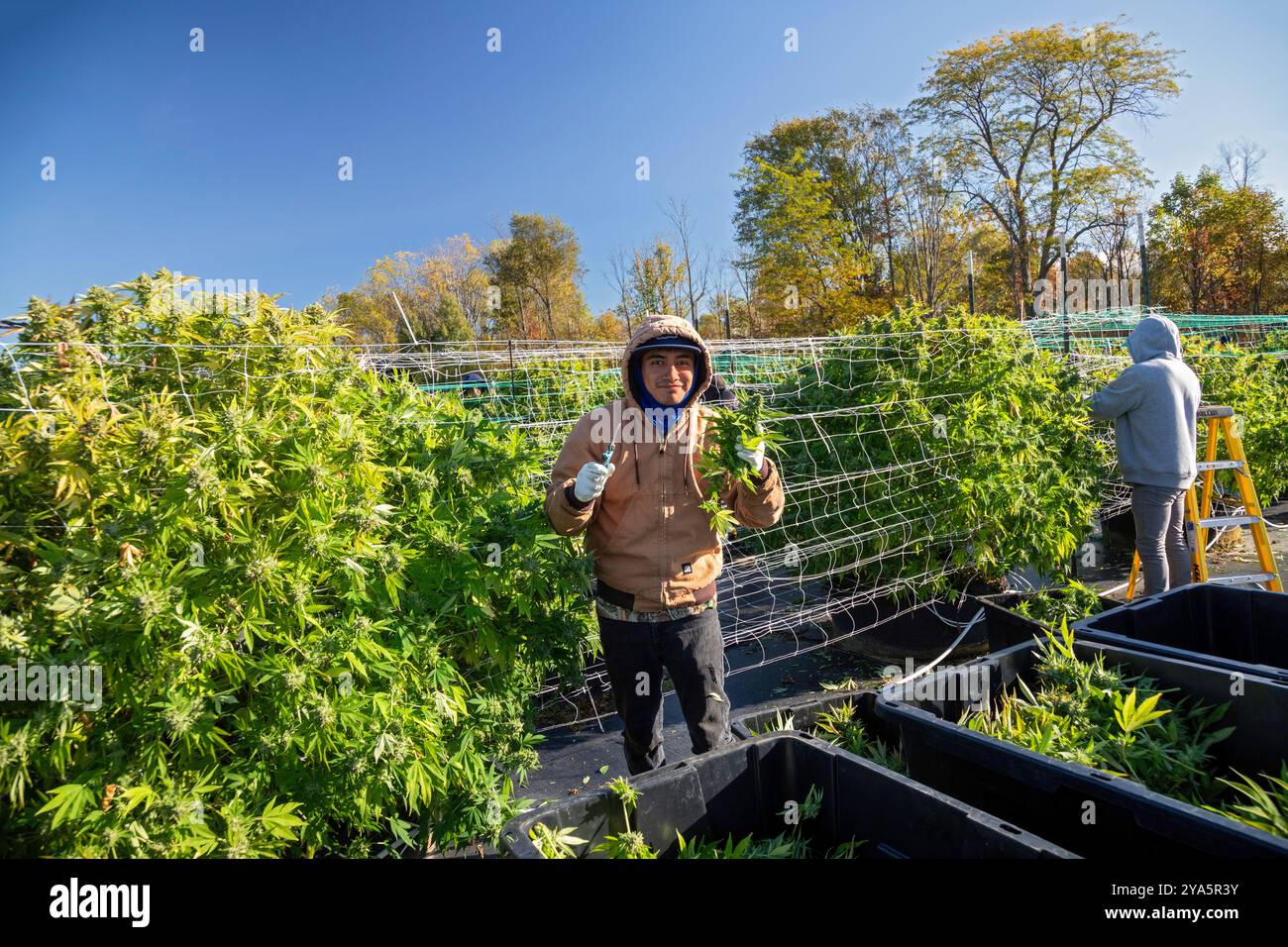 Paw Paw, Michigan - Migrant farmworkers harvest cannabis at Grasshopper ...