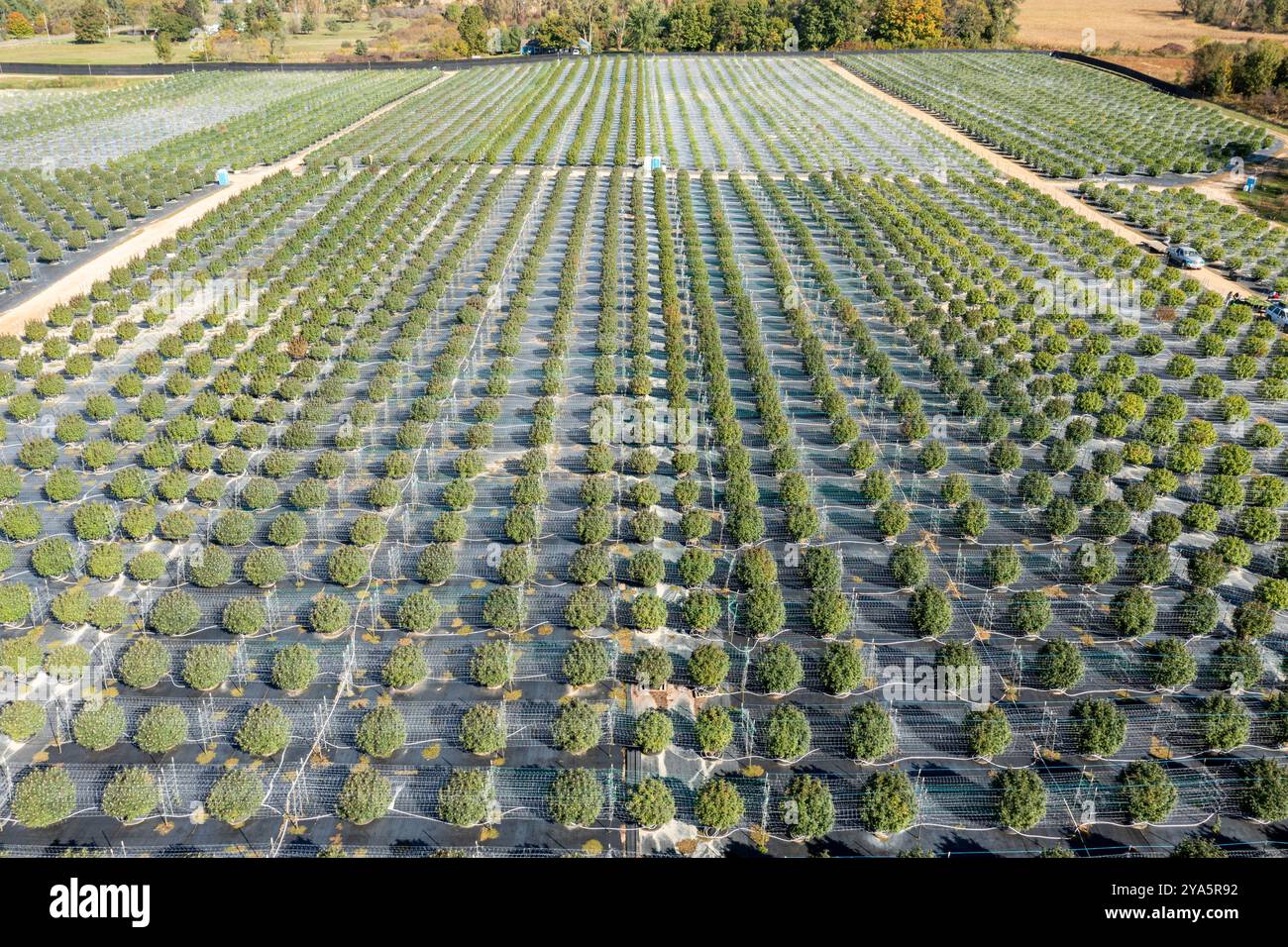 Paw Paw, Michigan - Grasshopper Farms, a large outdoor cannabis grower ...