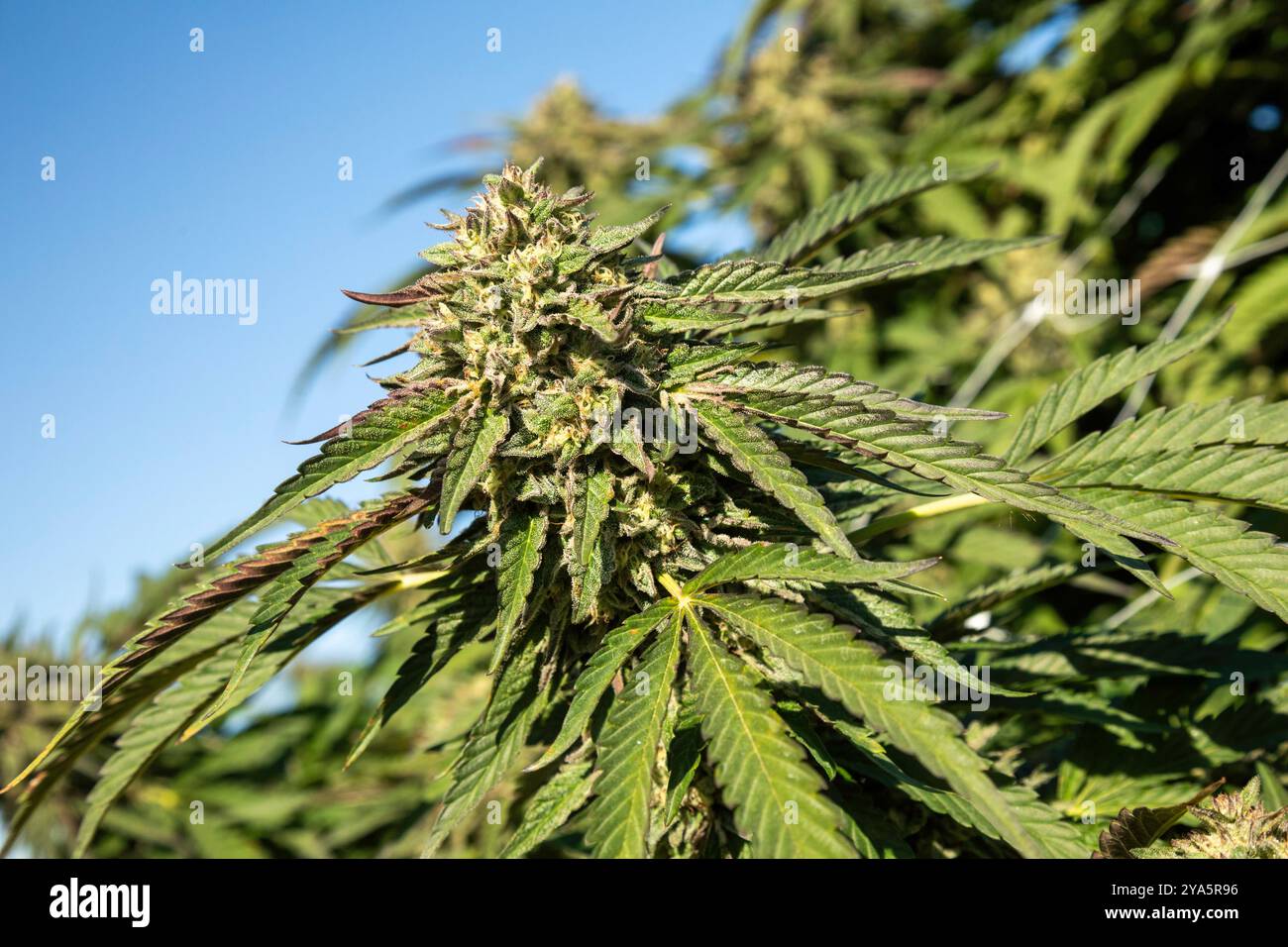 Paw Paw, Michigan - Grasshopper Farms, a large outdoor cannabis grower ...