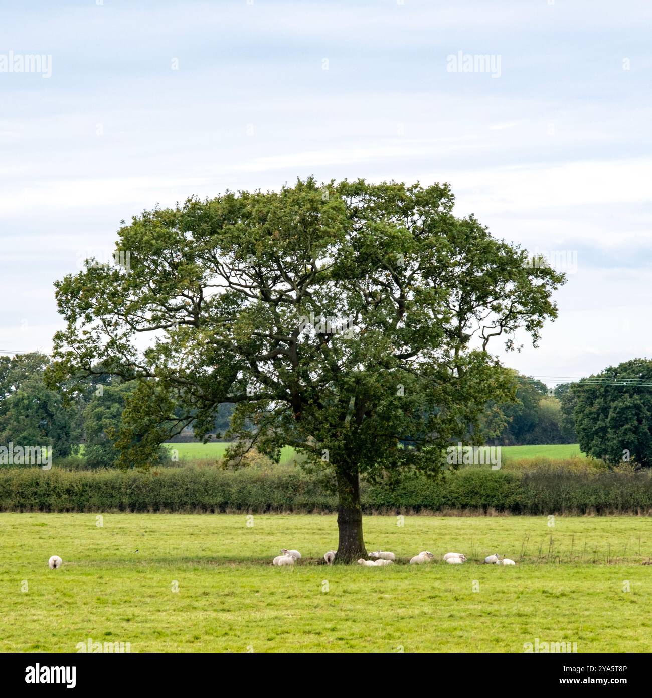 Sheltering under tree hi-res stock photography and images - Alamy