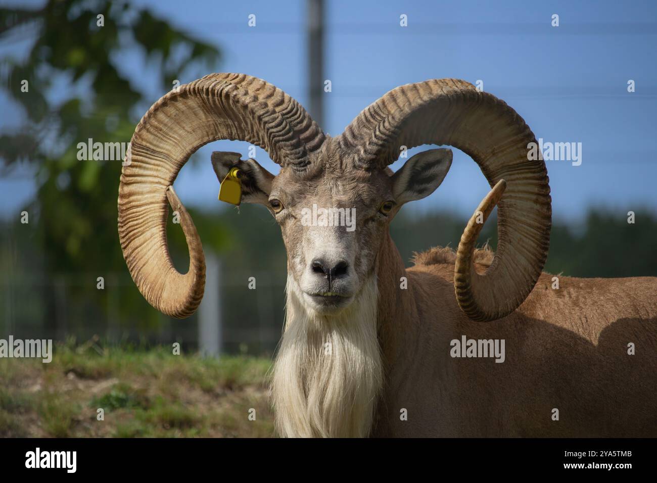 Argali wild sheep mountain hi-res stock photography and images - Alamy
