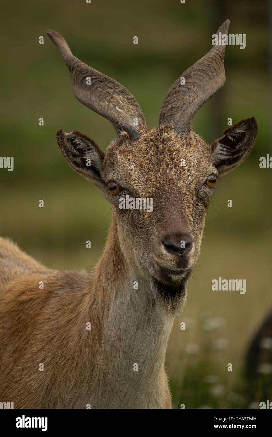 Carpa falconeri heptner. Turkmenian Markhor unique species. Young male ...