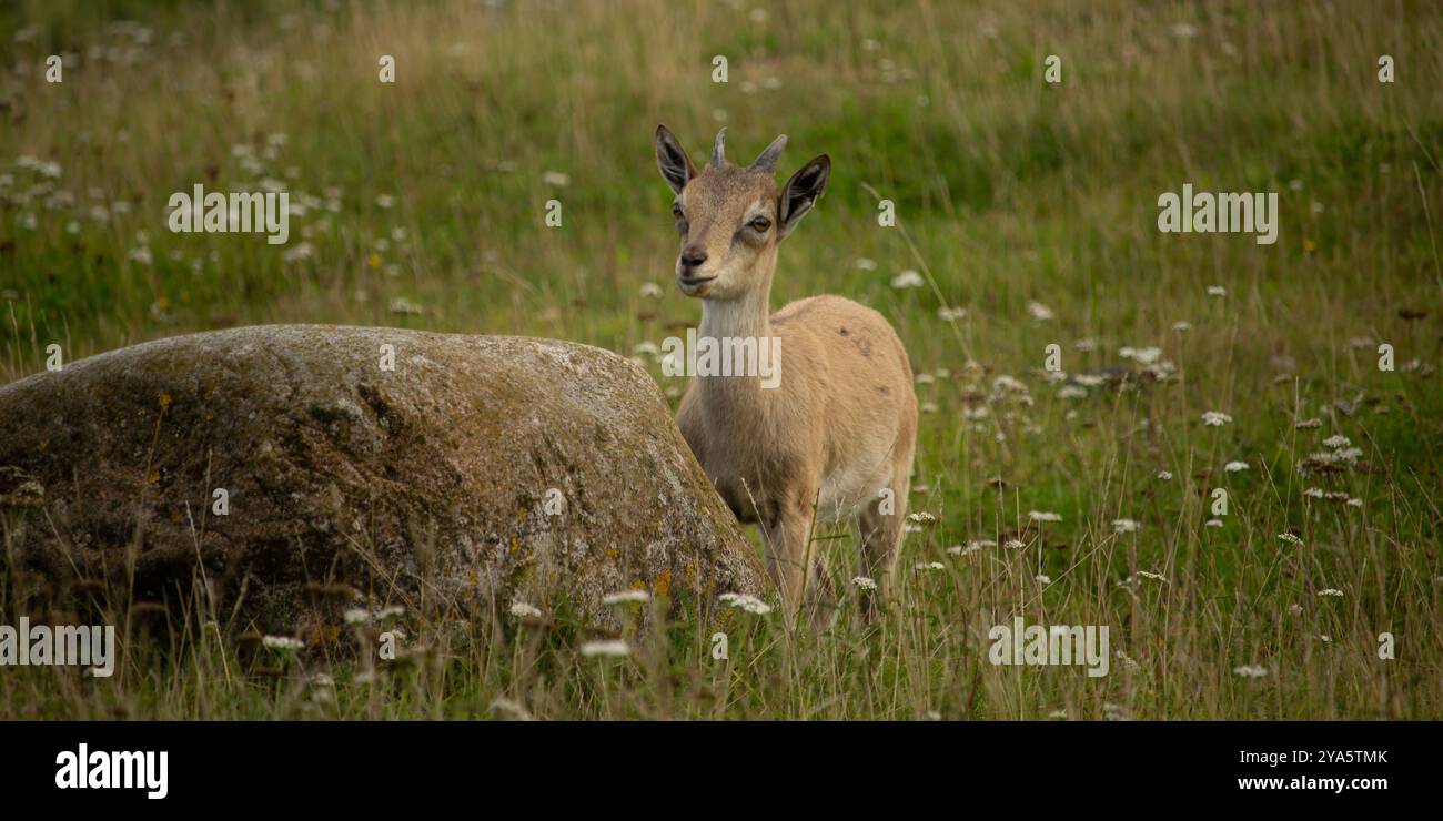 Carpa falconeri heptner. Turkmenian Markhor unique species. Young goat ...