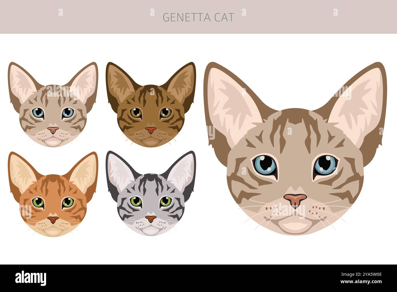 Genetta cat clipart. All cat breeds characteristics infographic. Vector ...