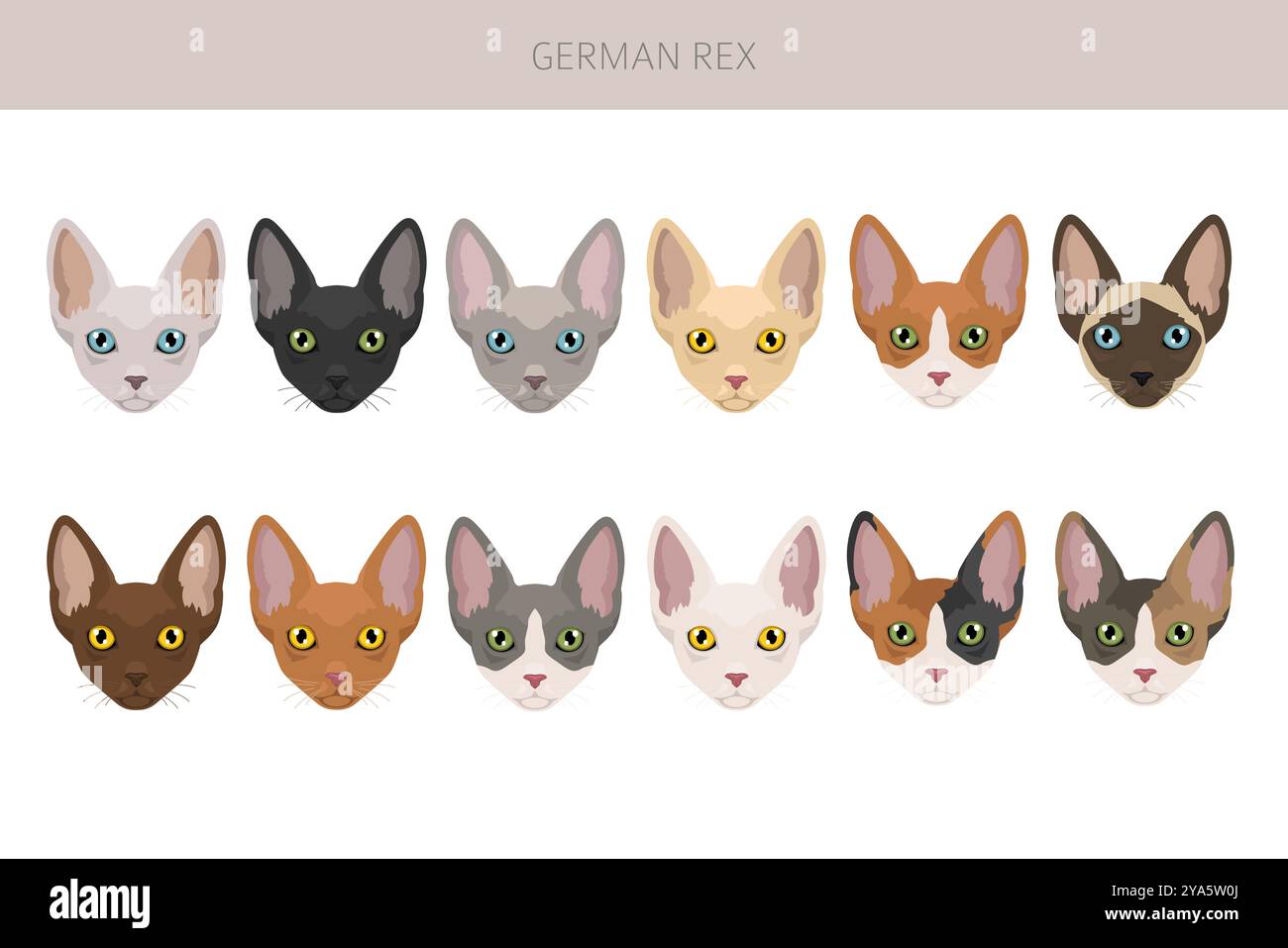 German Rex cat clipart. All cat breeds characteristics infographic ...