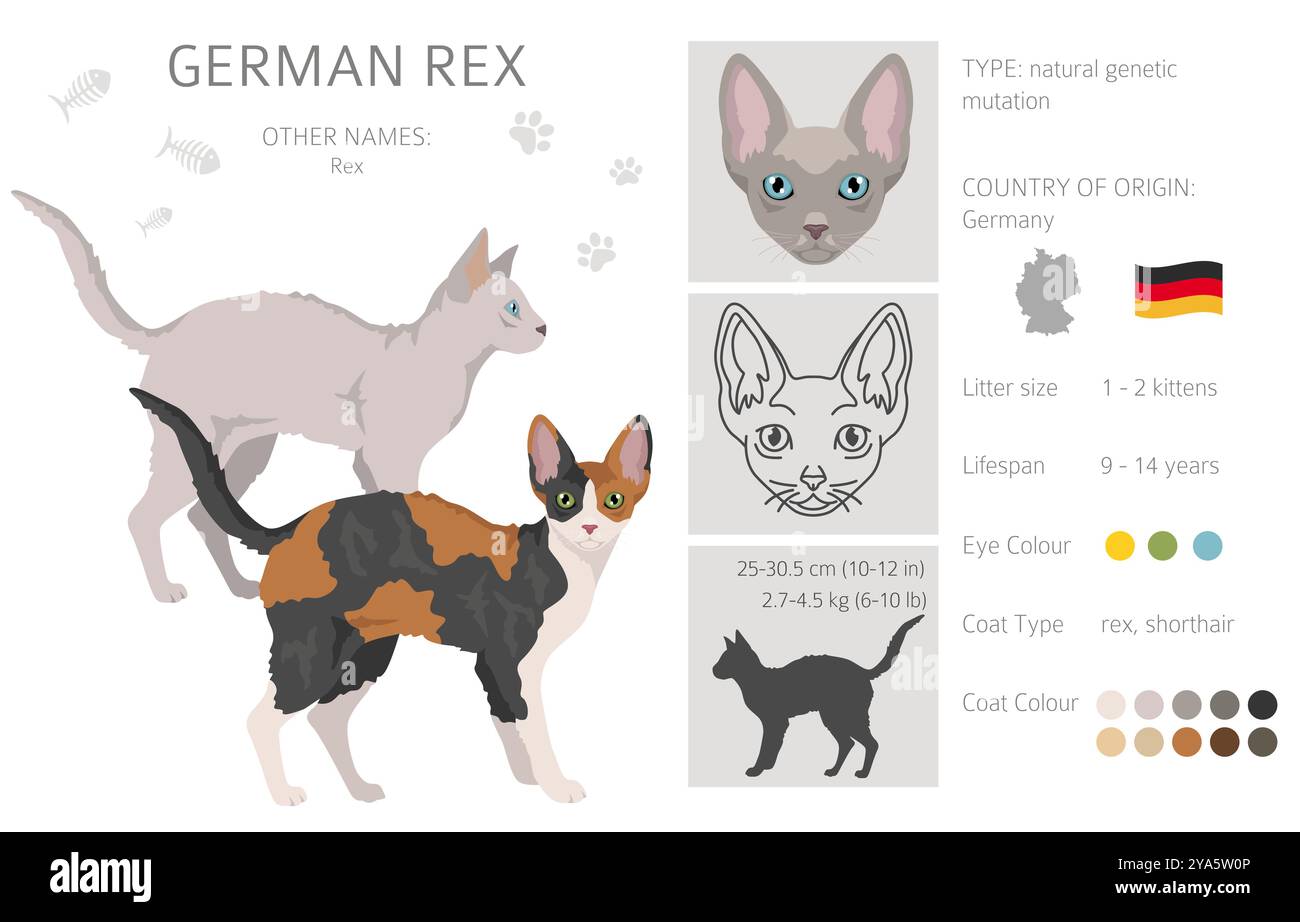 Rex hybrid Stock Vector Images - Alamy