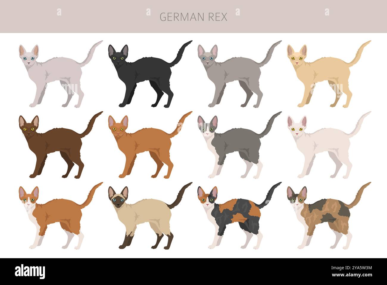 German Rex cat clipart. All cat breeds characteristics infographic ...