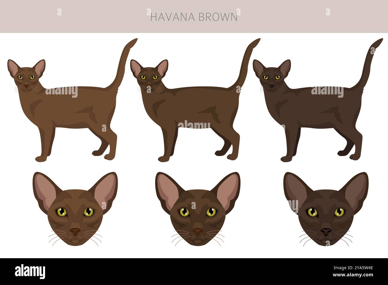 Havana Brown Cat clipart. All coat colors set. All cat breeds ...