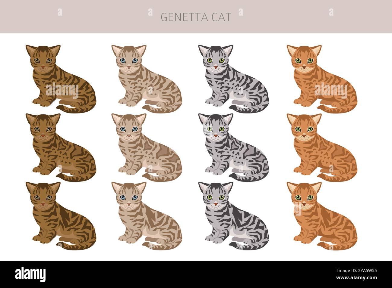 Genetta cat clipart. All cat breeds characteristics infographic. Vector ...
