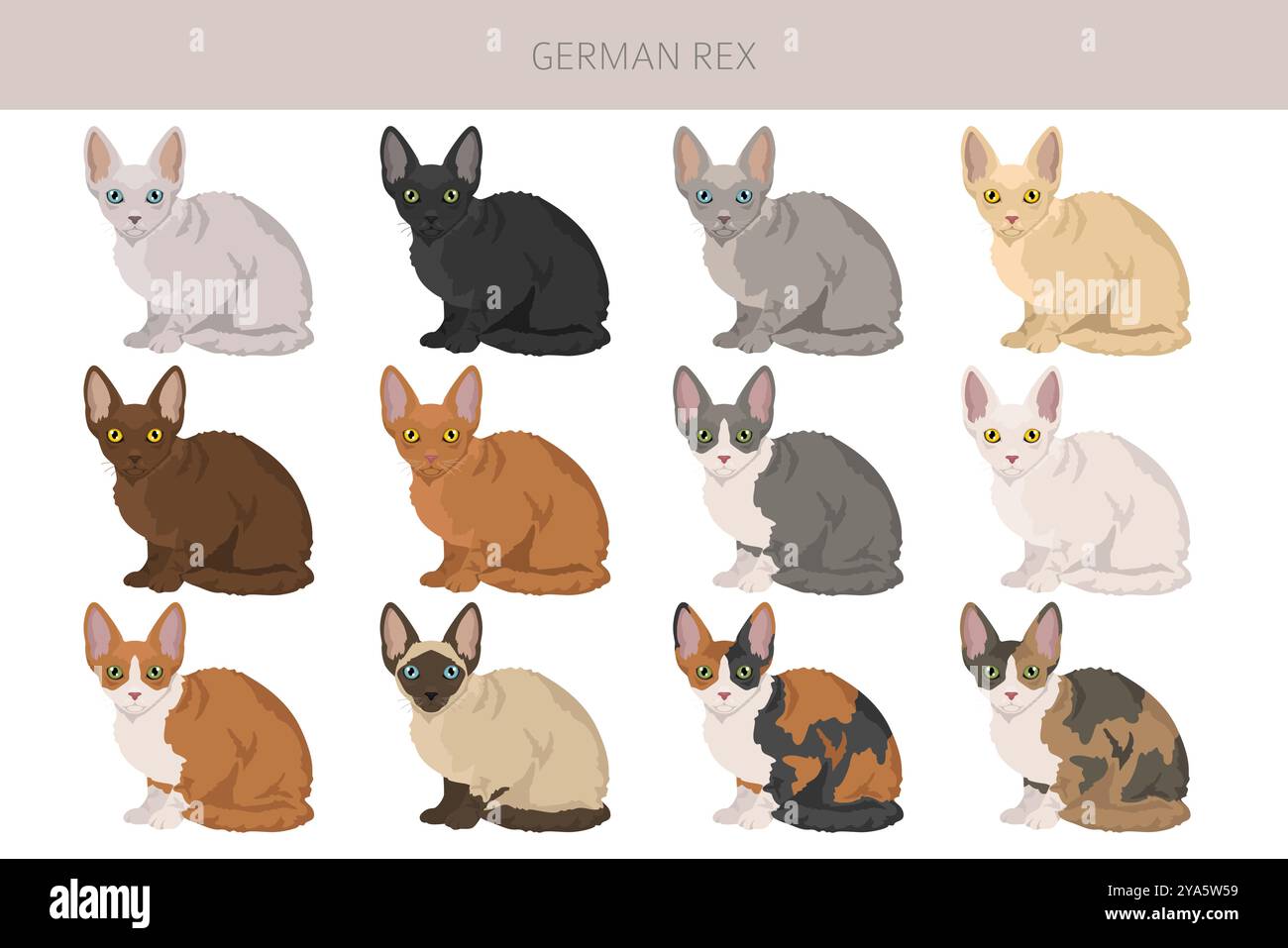 German Rex cat clipart. All cat breeds characteristics infographic ...