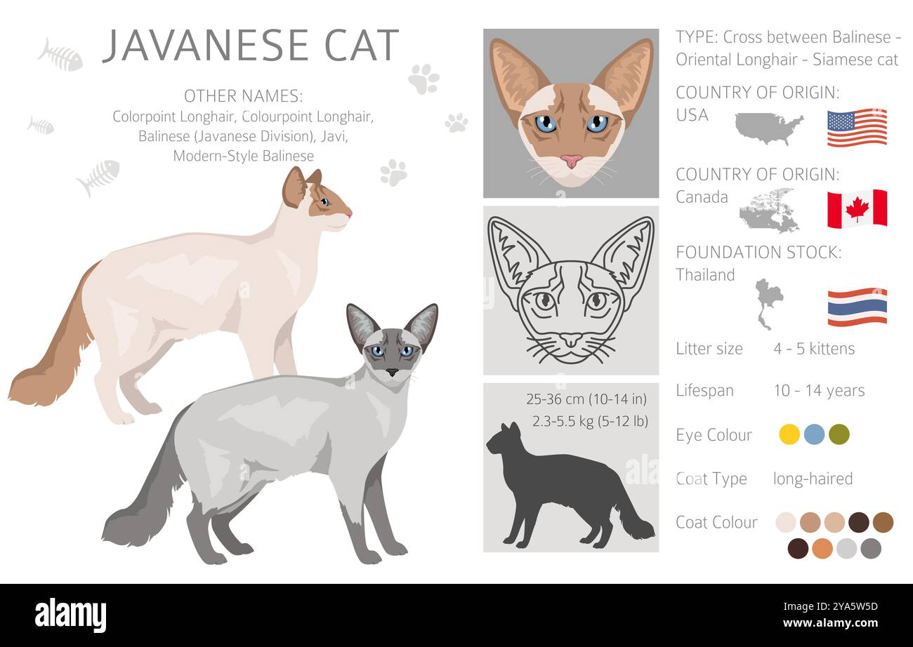 Javanese cat clipart. Colorpoint Longhair cats all coat colors set. All ...