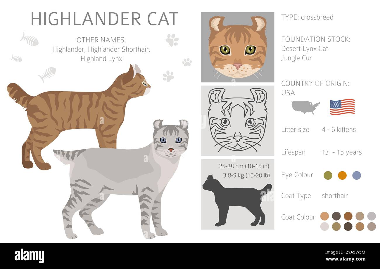 Hyghlander Lynx Cat clipart. All coat colors set. All cat breeds ...
