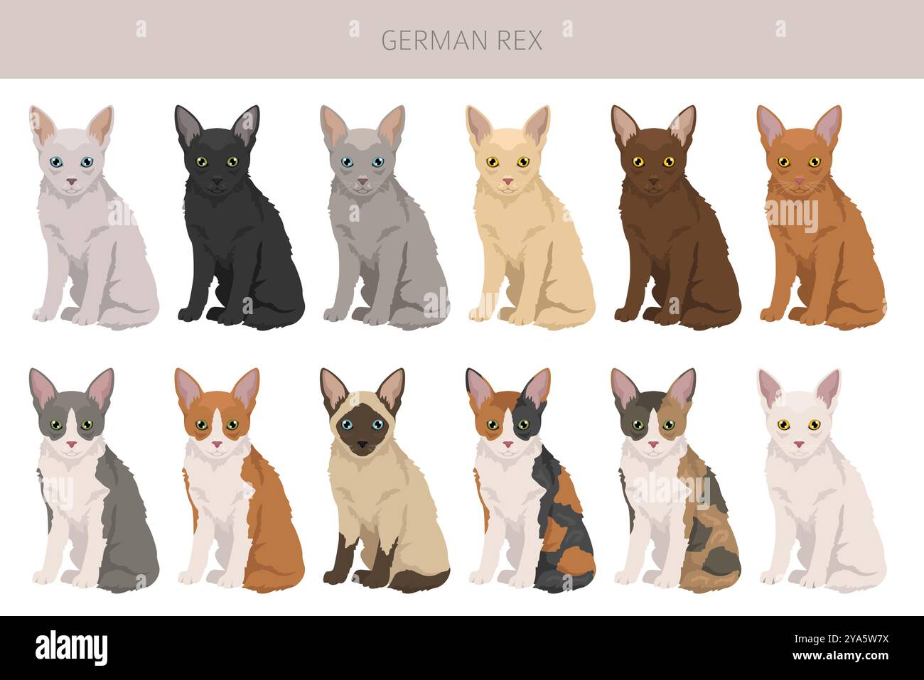 German Rex cat clipart. All cat breeds characteristics infographic ...